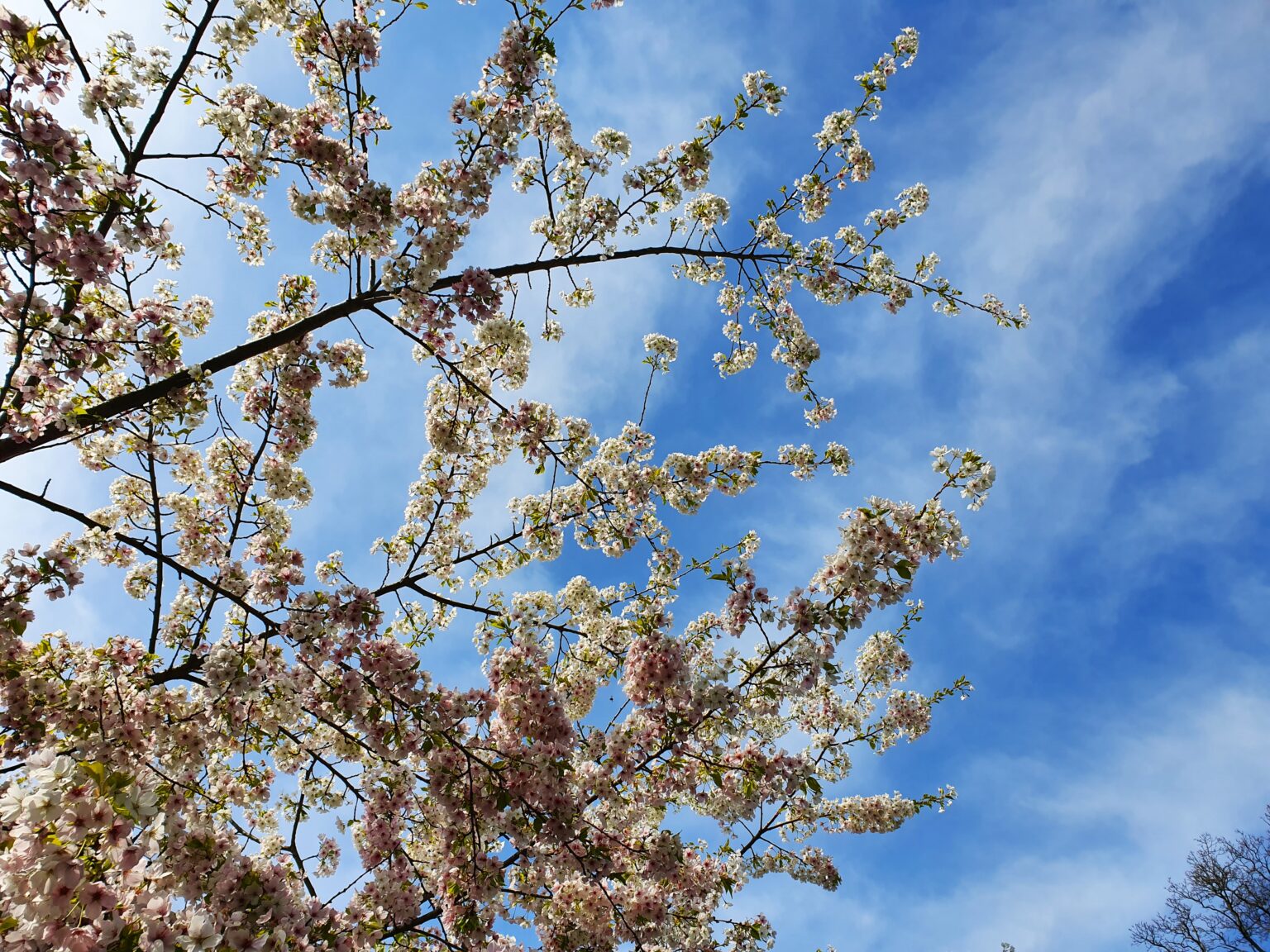 Tuinkalender mei: tips voor mei in de tuin - Besteplantje.nl